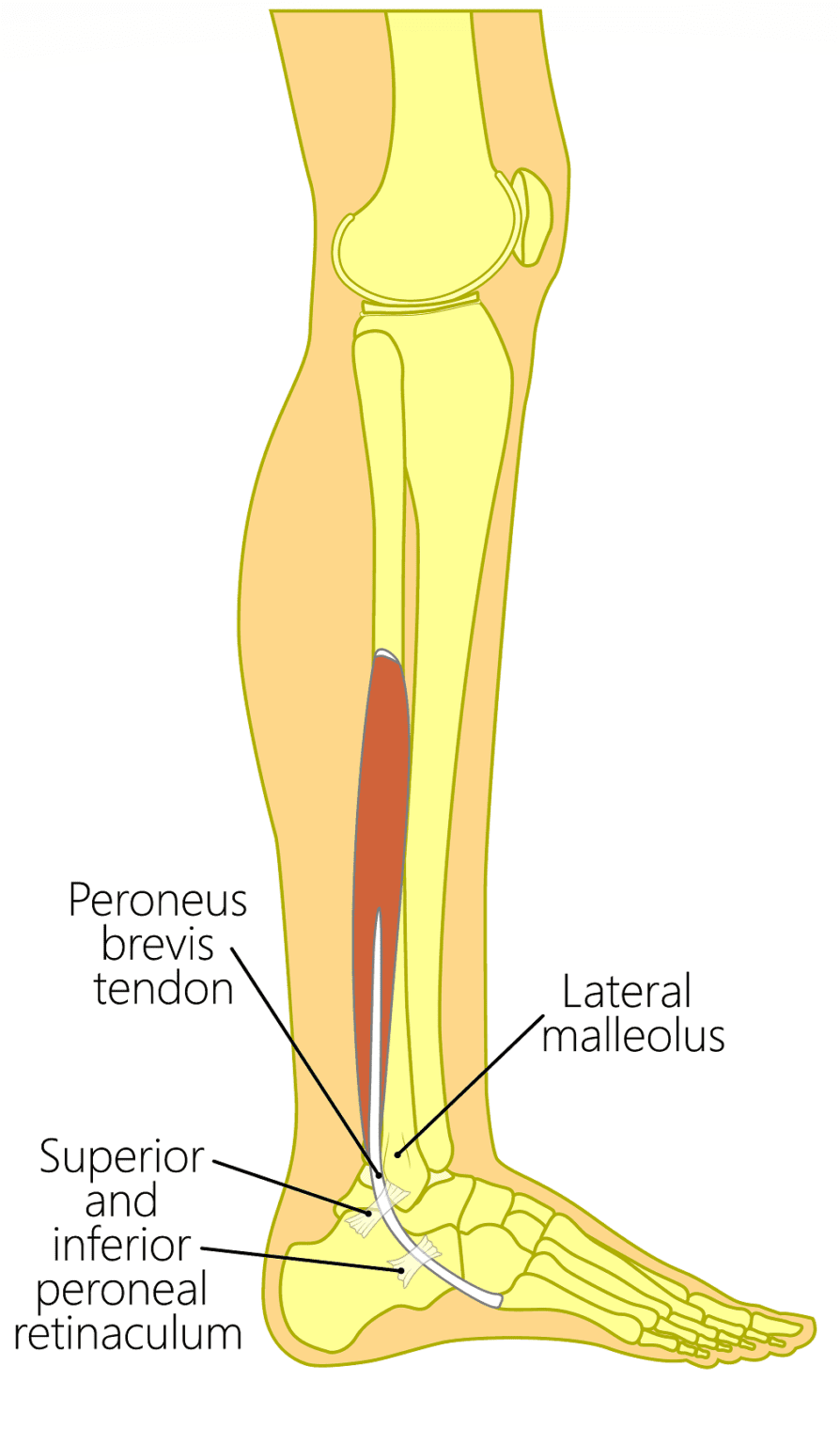 Fibularis (Peroneus) Tertius Muscle | Balance Foot & Ankle