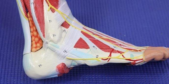 Peroneus Brevis Tendonitis: Causes & #1 Best Treatment